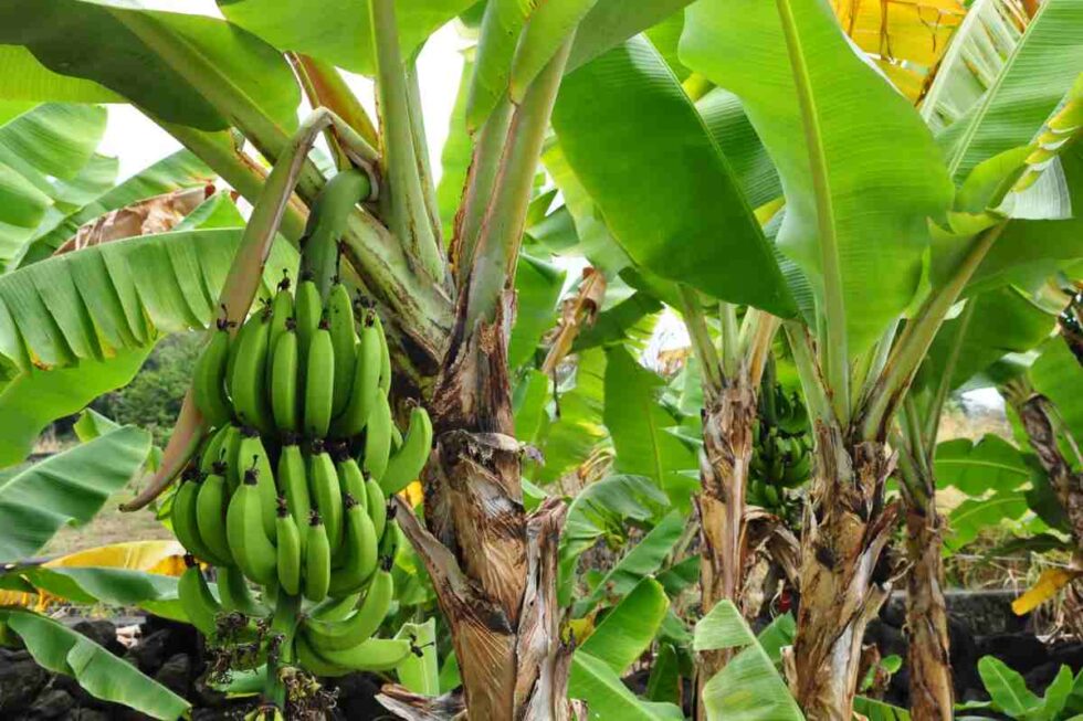 Comment planter un bananier : guide de plantation terre et pot