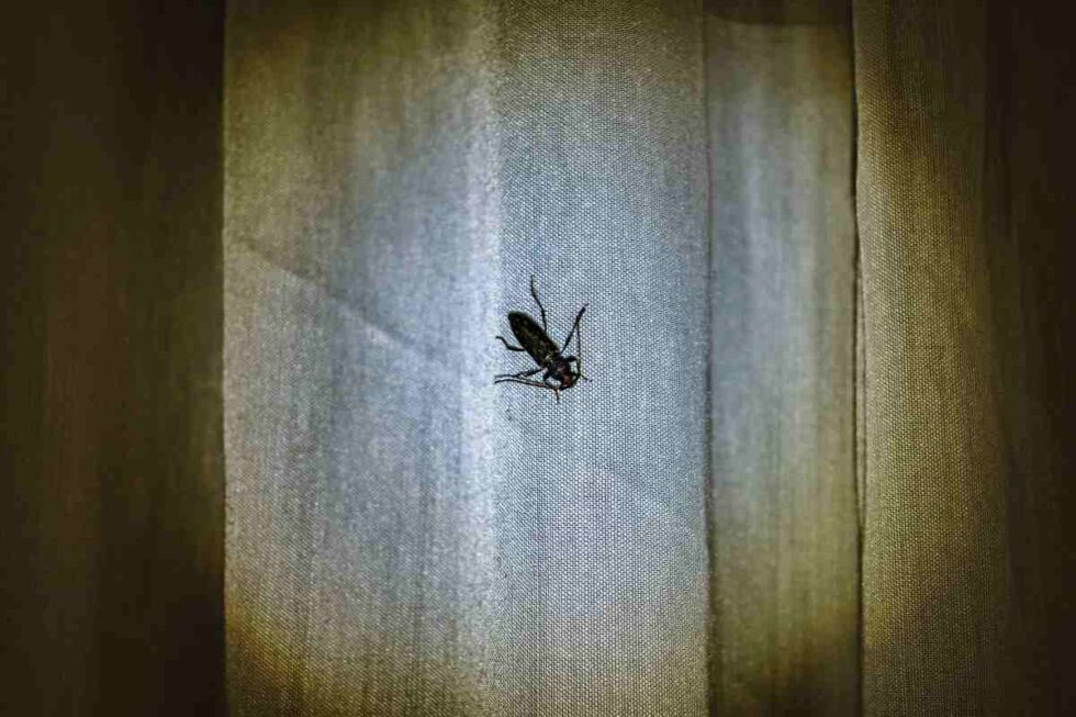 Insectes noirs dans la maison : comment s'en débarrasser