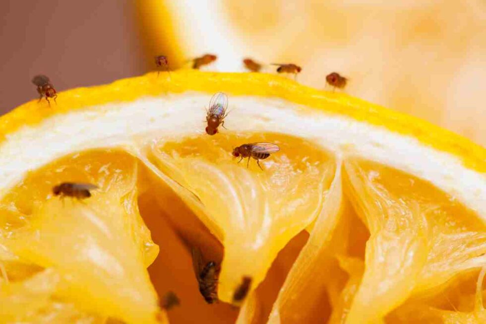 Insectes noirs dans la maison : comment s'en débarrasser