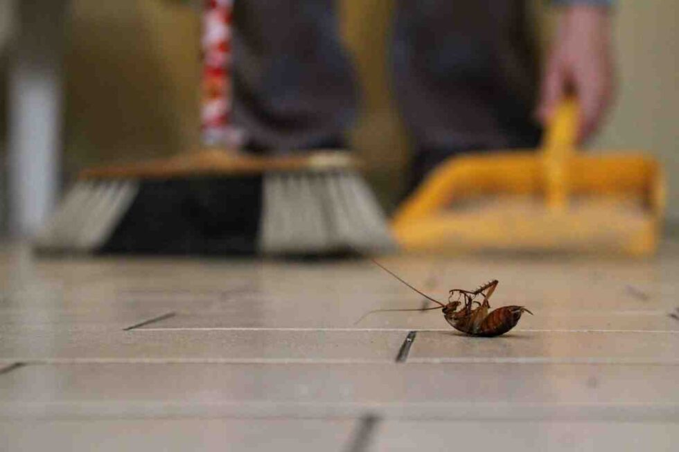 Top 7 des insectes nuisibles dans la maison et comment s'en débarrasser