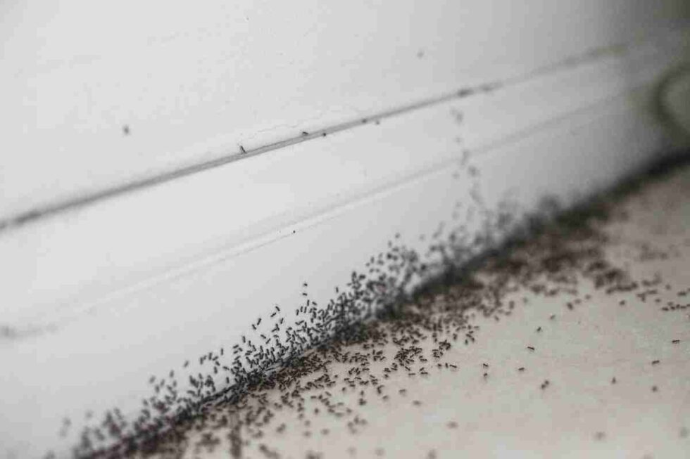 Top 7 des insectes nuisibles dans la maison et comment s'en débarrasser