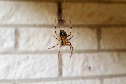 Top 7 des insectes nuisibles dans la maison et comment s'en débarrasser