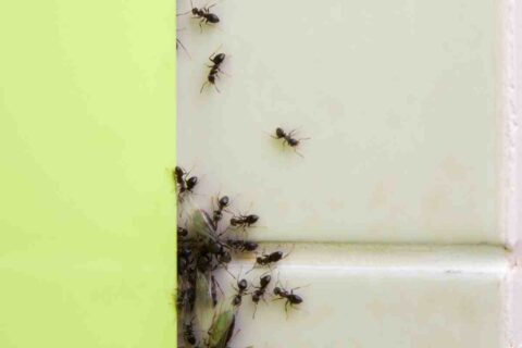 Top 7 des insectes nuisibles dans la maison et comment s'en débarrasser