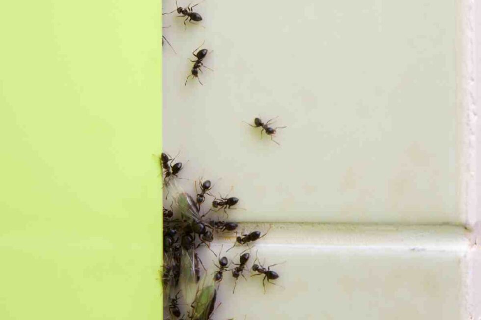 Top 7 des insectes nuisibles dans la maison et comment s'en débarrasser