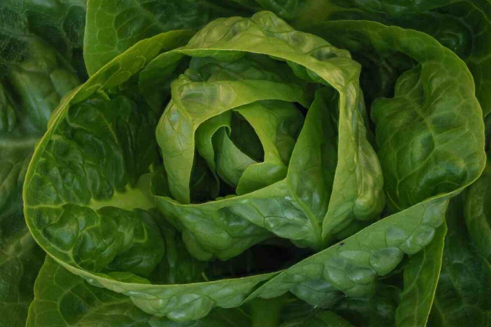 Laitue romaine : tous les secrets de ce légume aux multiples vertus