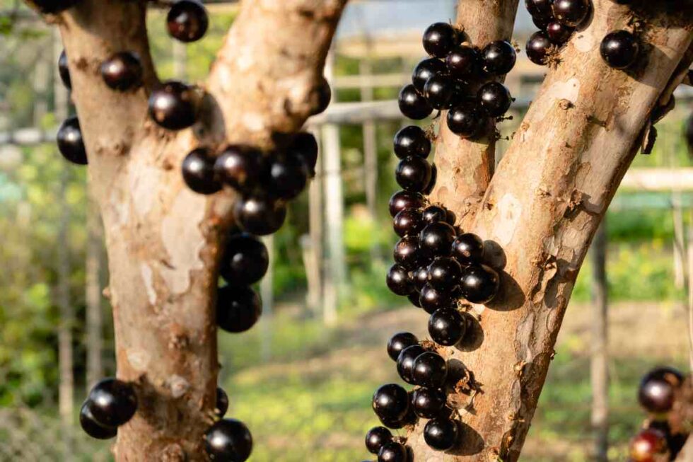 Fruits en j : 4 délices exotiques à découvrir