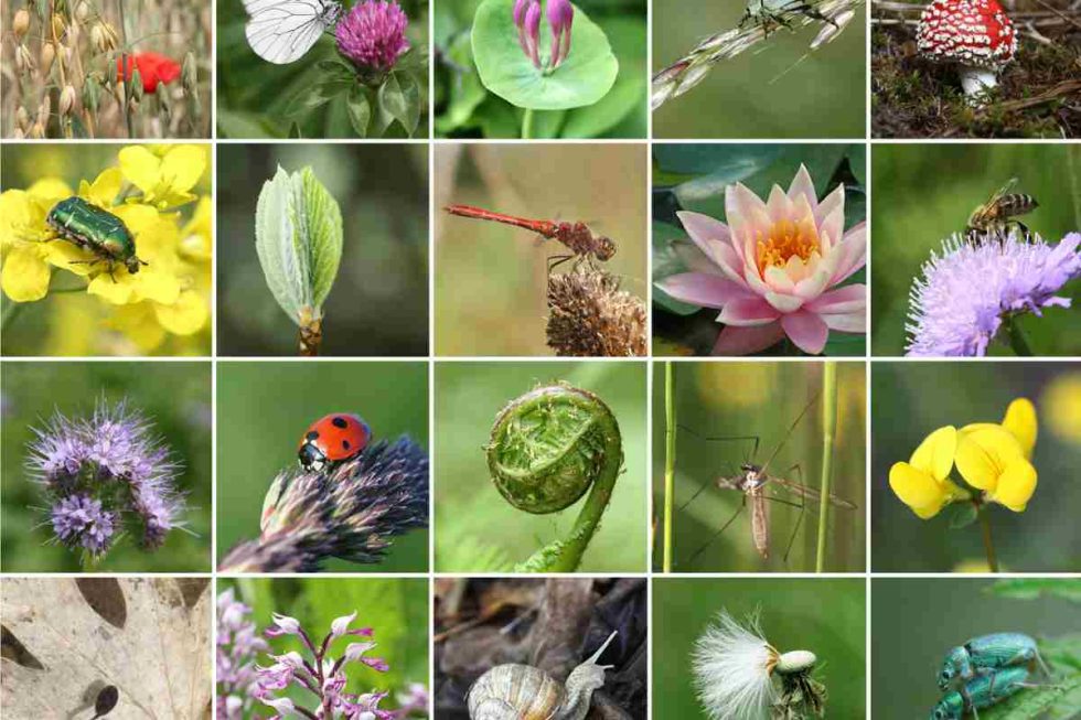 30 slogans percutants sur la protection de la biodiversité