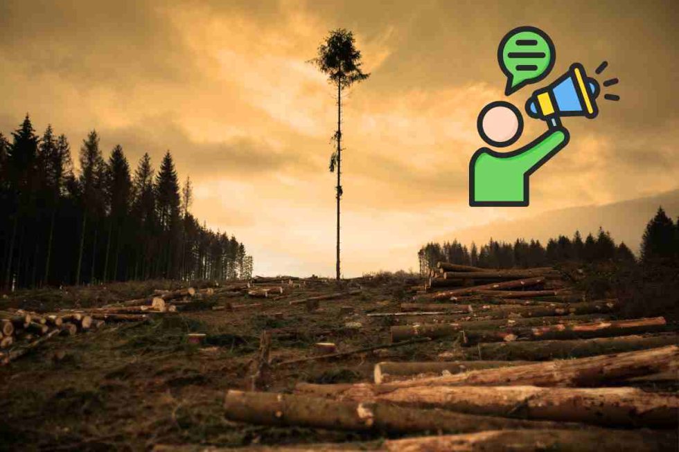30 slogans percutants contre la déforestation [2025 ]